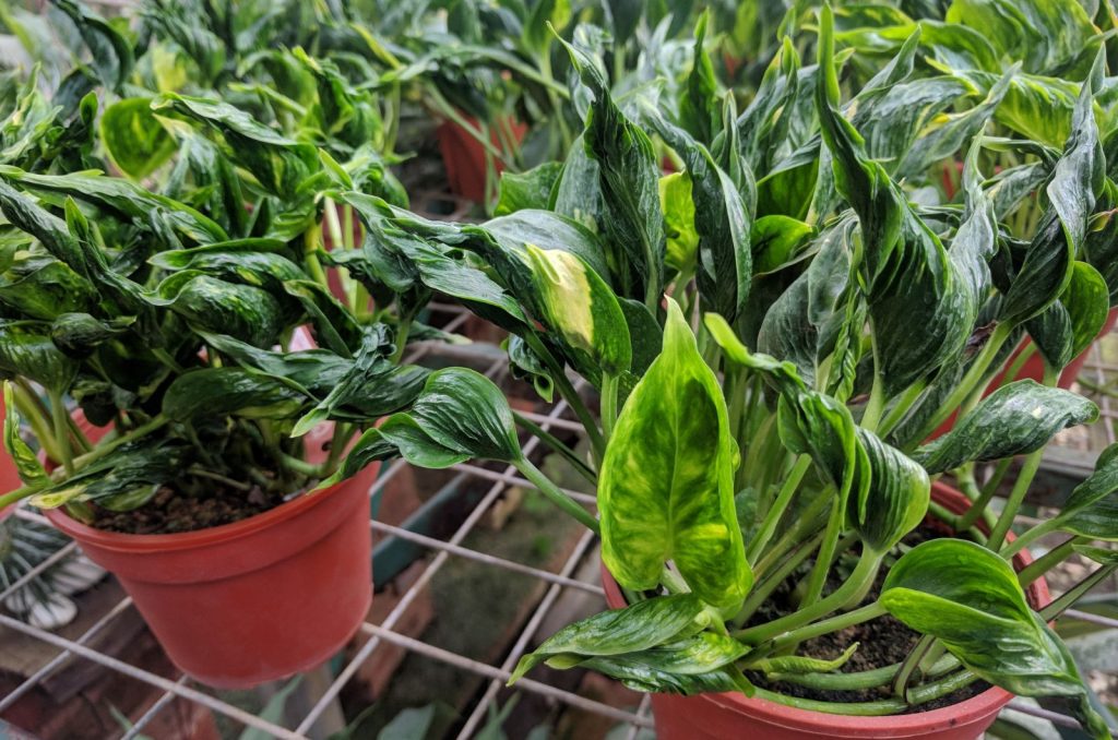 Shangri La Pothos: Everything You Need To Know