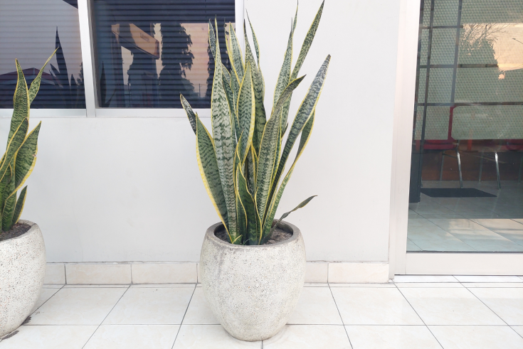 The Best Pot For Snake Plant: Top Tips