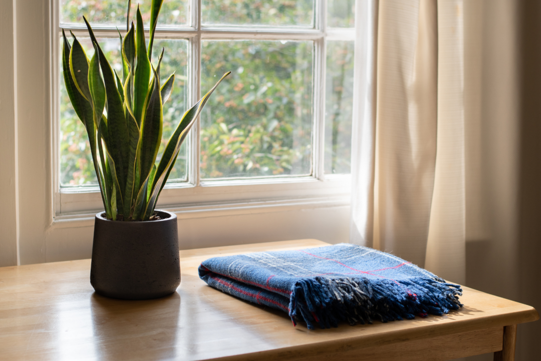 The Best Pot For Snake Plant: Top Tips