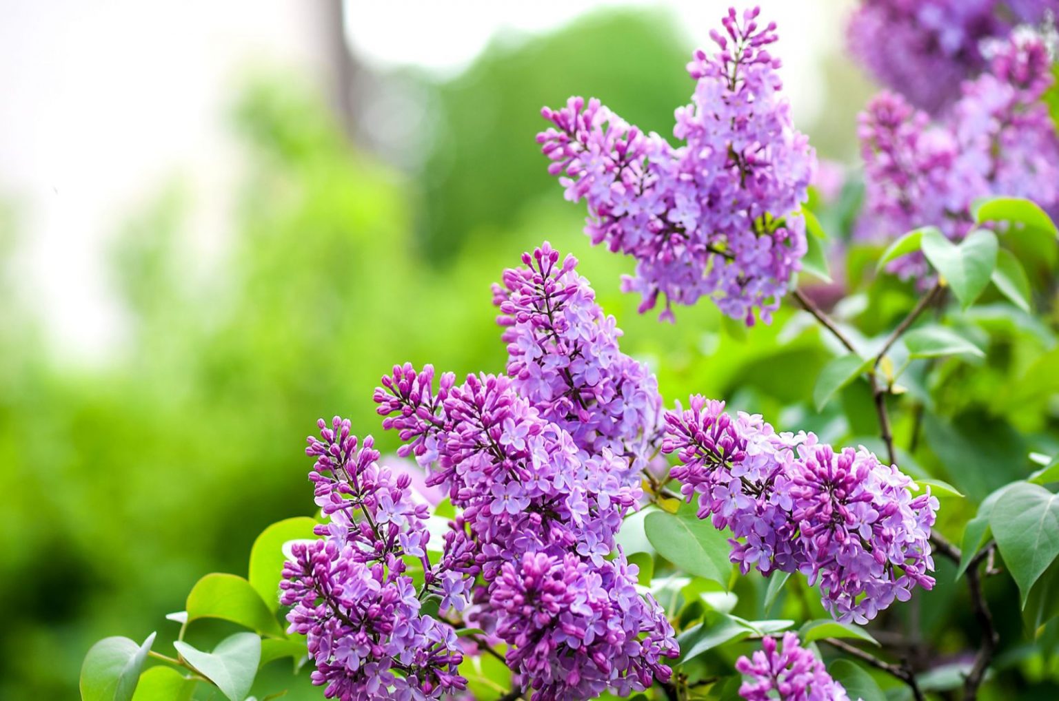 How To Grow Common Lilacs In Colorado: All You Need To Know