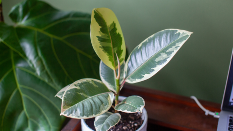 Variegated Rubber Plant: Everything You Need To Know