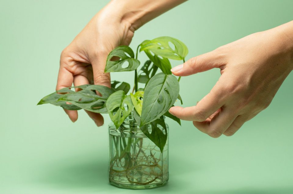 How And When To Propagate Monstera In Water: Pro Tips