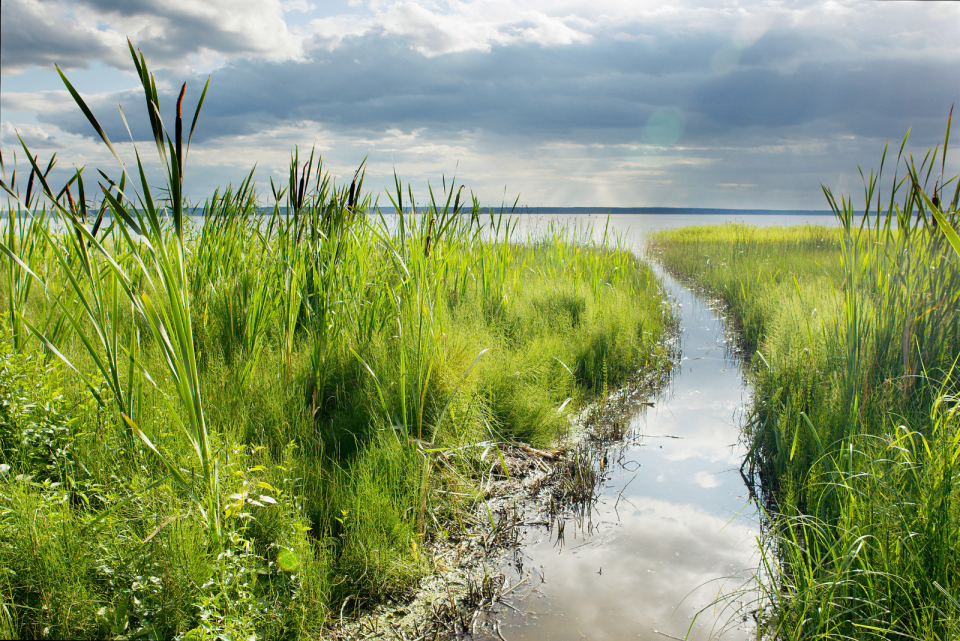 How To Grow And Care For Fall Blooming Reed Grass