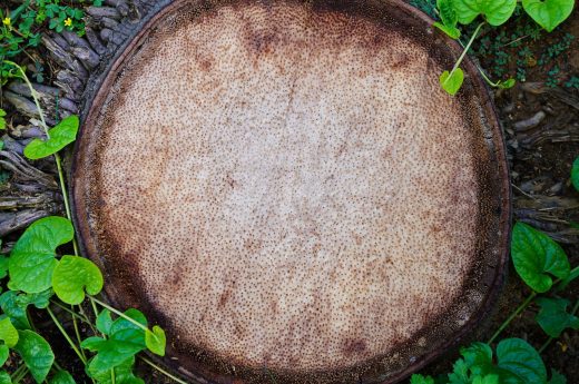 Palm Tree Stump Removal: 8 Helpful Tips And Tricks