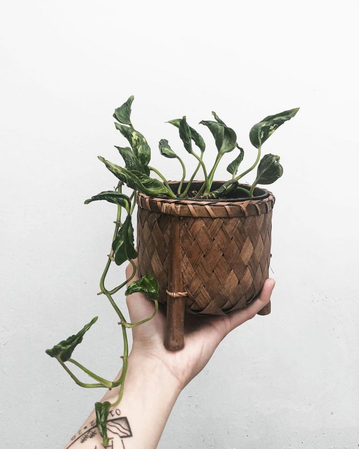 Shangri La Pothos: Everything You Need To Know