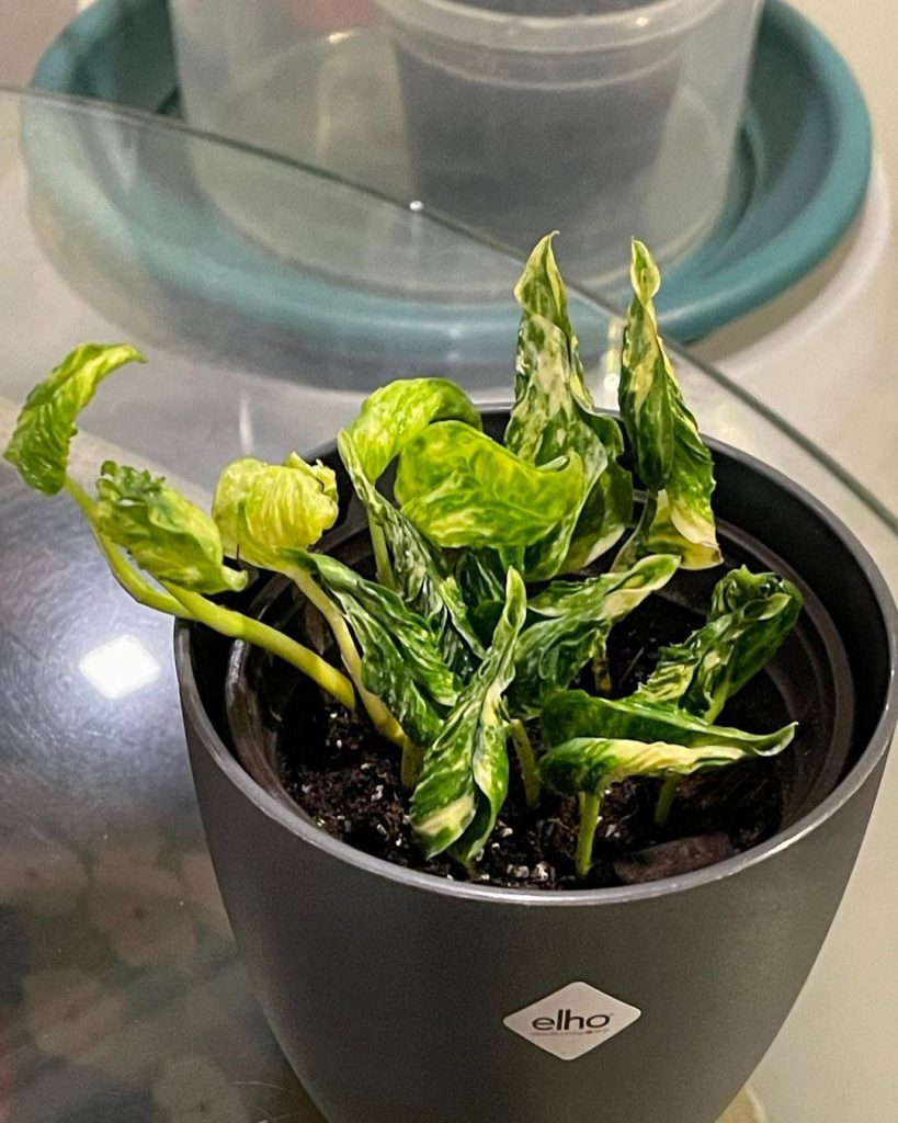 Shangri La Pothos: Everything You Need To Know