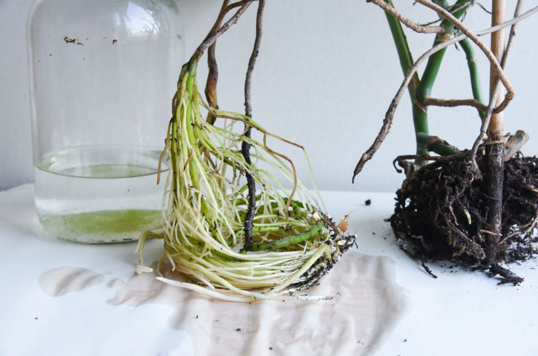 Monstera Roots: Different Types And Info On Aerial Roots