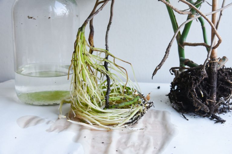 Monstera Root Rot: Symptoms, Causes, And How To Fix It