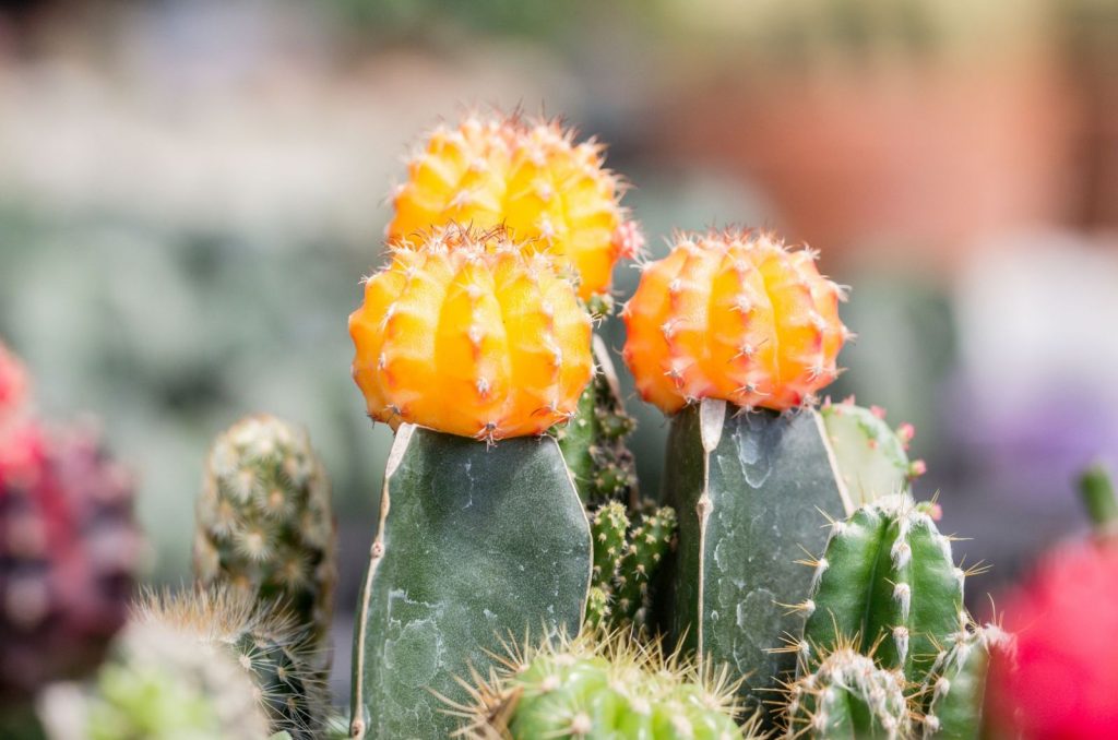Check Out 153 Witty And Funny Cactus Names!