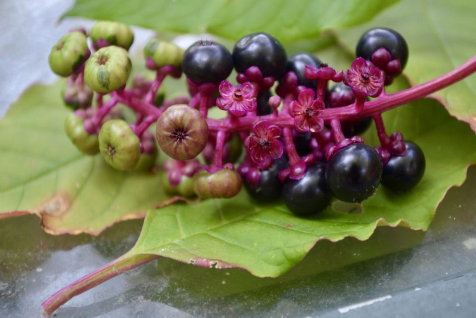 Is Pokeweed Poisonous To Touch? All The Answers Here!