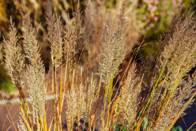 How To Grow And Care For Fall Blooming Reed Grass