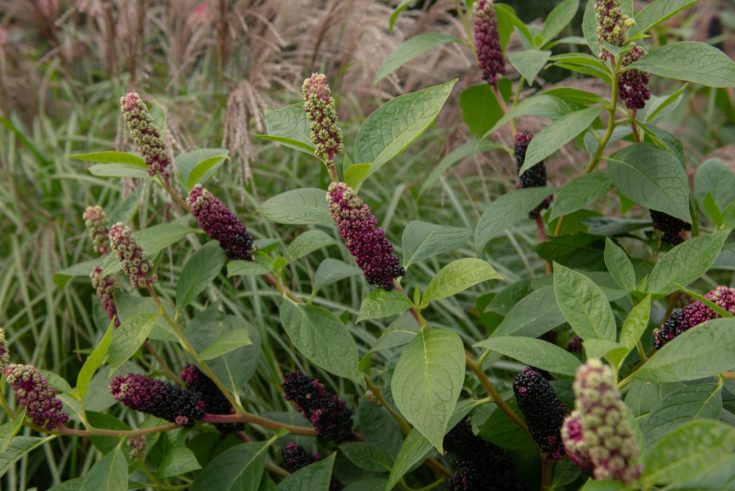 Is Pokeweed Poisonous To Touch? All The Answers Here!