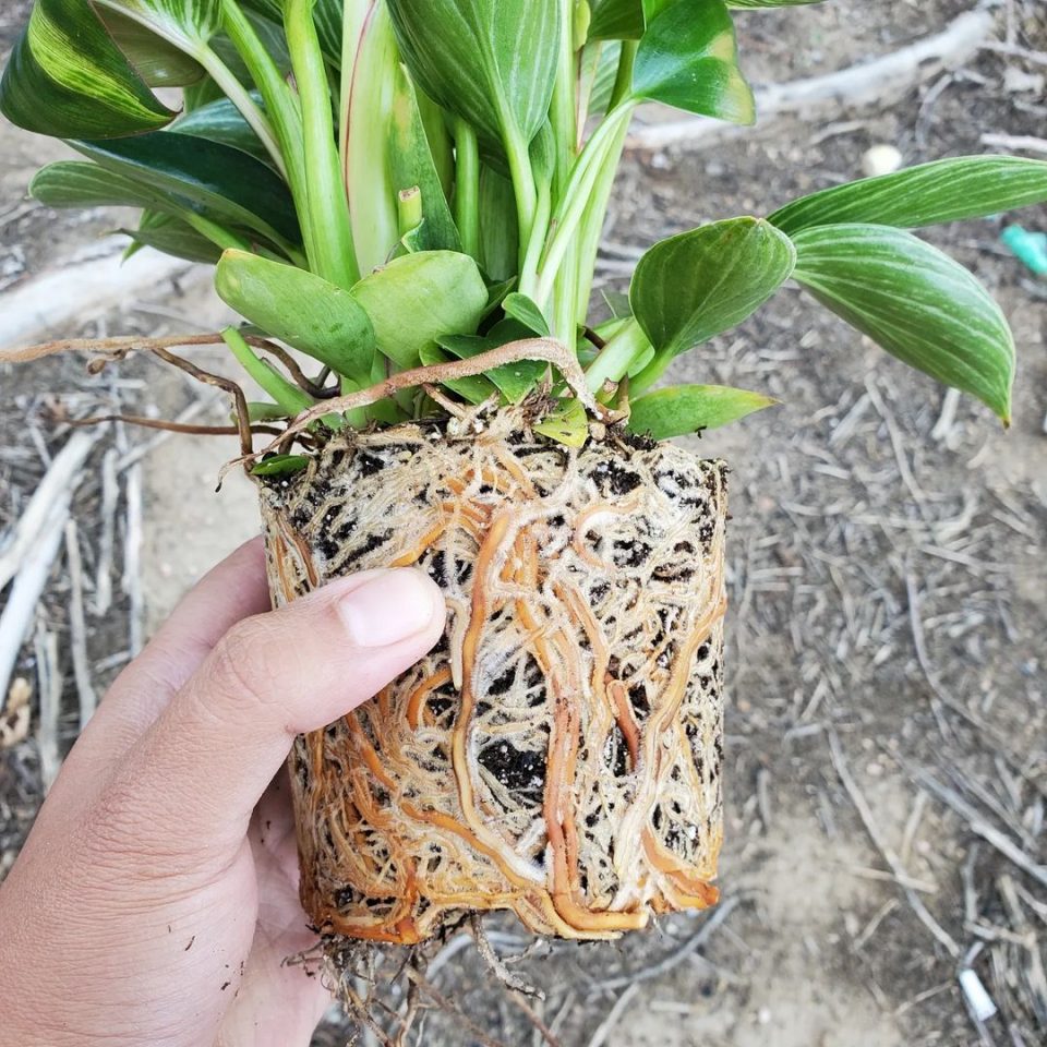 Best Philodendron Birkin Propagation Methods + Pro Tips