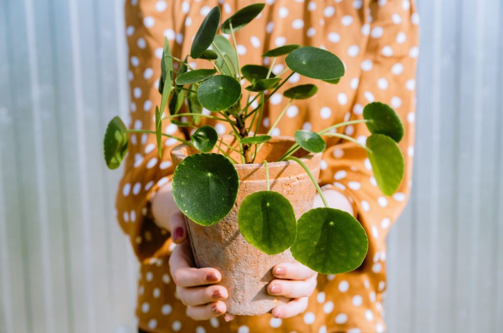 15 Pilea Types And Tips For Growing Them