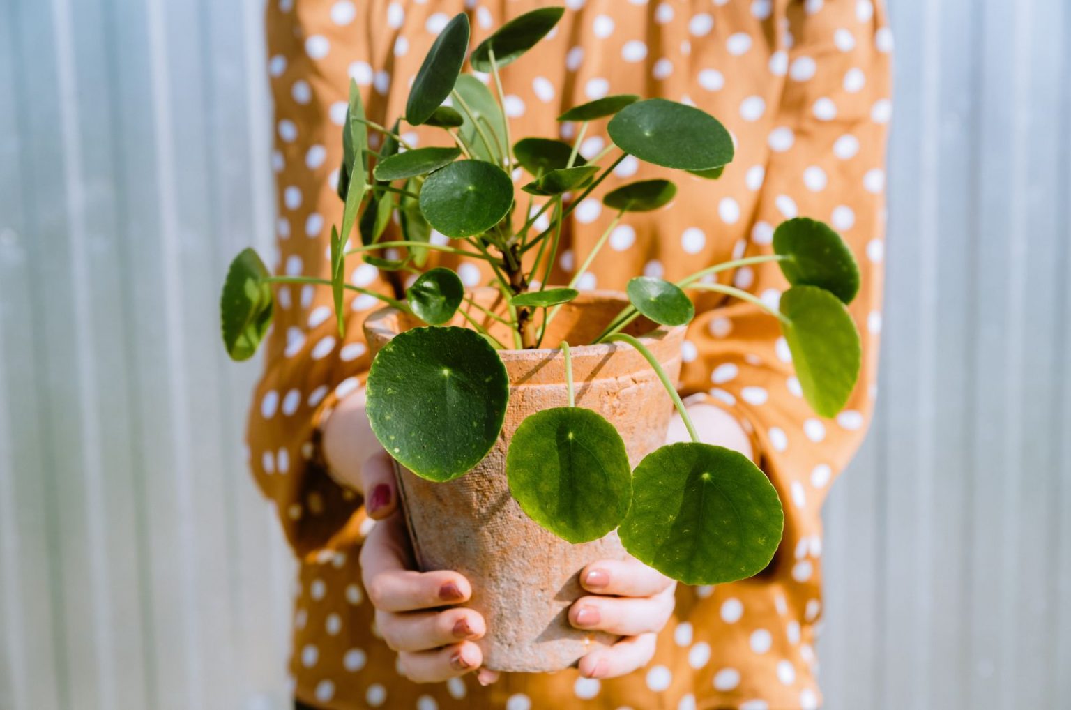 15 Pilea Types And Tips For Growing Them