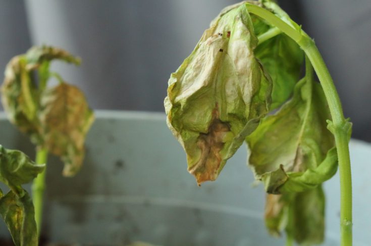 Basil Plant Wilting? Find Out Why And How To Fix It