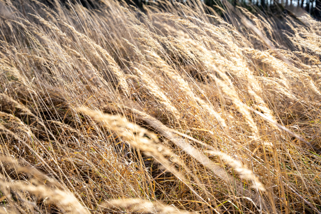 How To Grow And Care For Fall Blooming Reed Grass