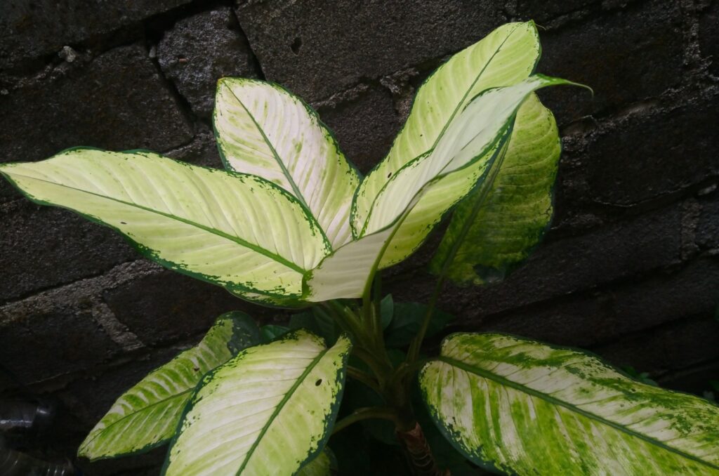 Aglaonema Species Identification: How To Tell Them Apart