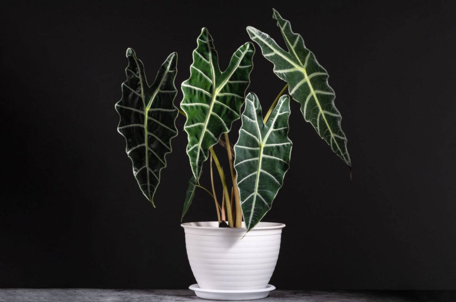 Alocasia Amazonica: Care Guide And Interesting Facts