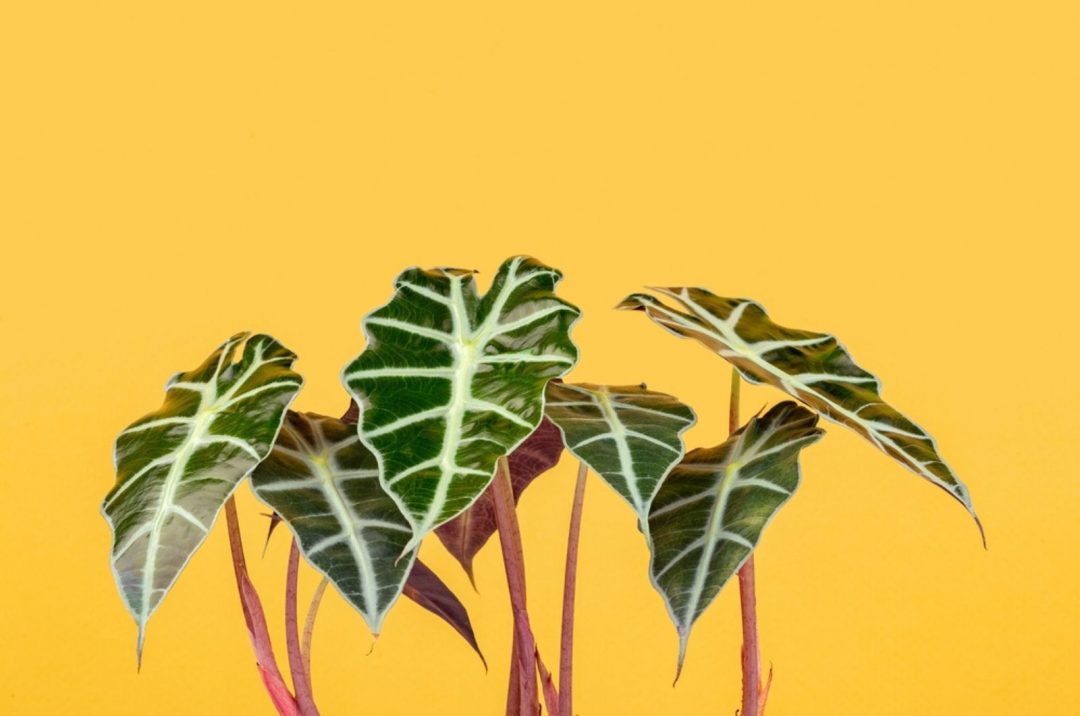 Alocasia Amazonica: Care Guide And Interesting Facts