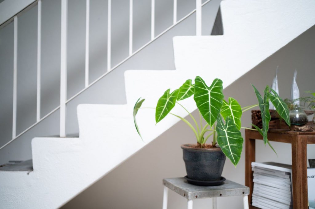 Alocasia Amazonica: Care Guide And Interesting Facts