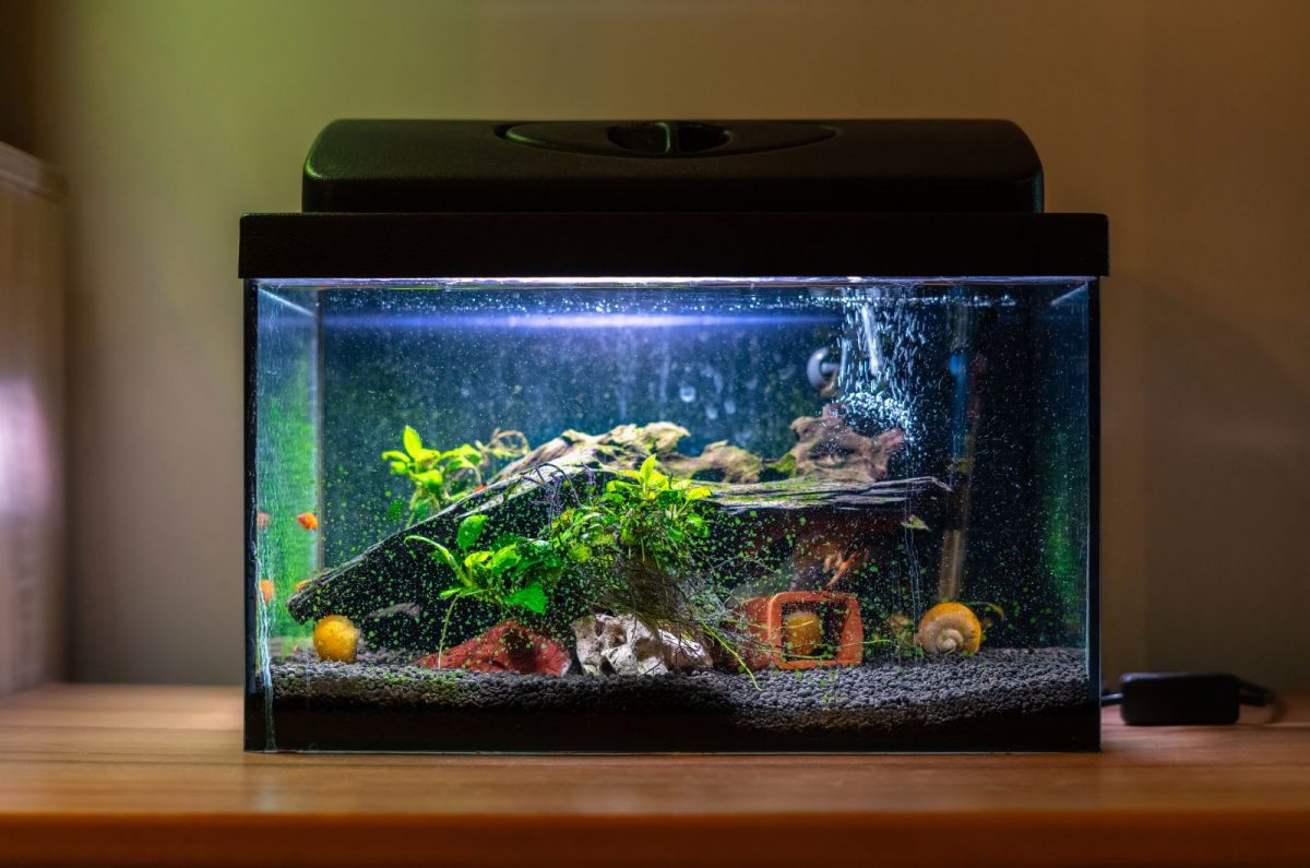 Terrarium vs Vivarium: Learn The Differences
