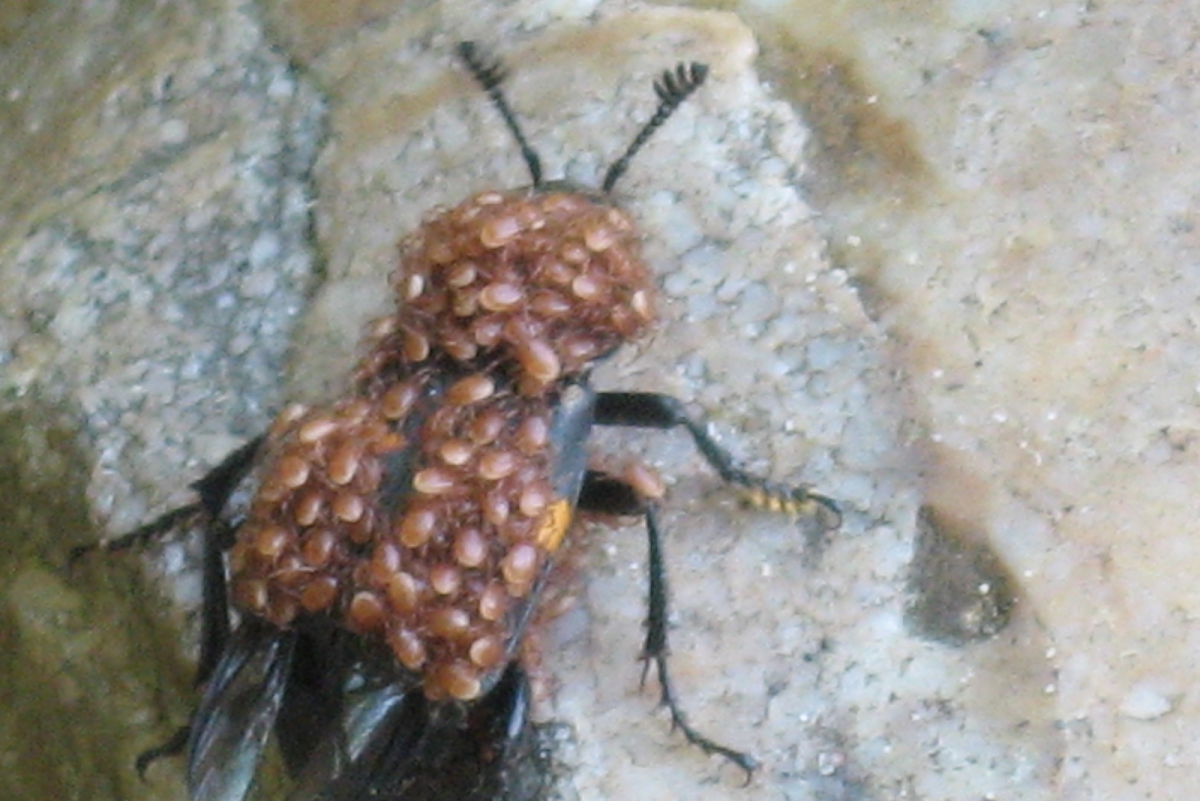 Soil Mites: Is It Good To Have Them Around Plants?