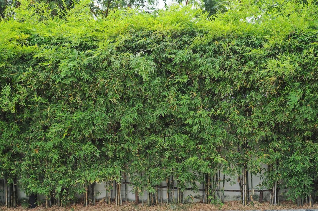 How To Make And Maintain Bamboo Hedges: Useful Tips