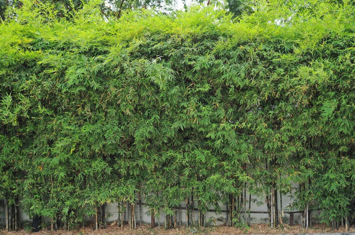 How To Make And Maintain Bamboo Hedges: Useful Tips
