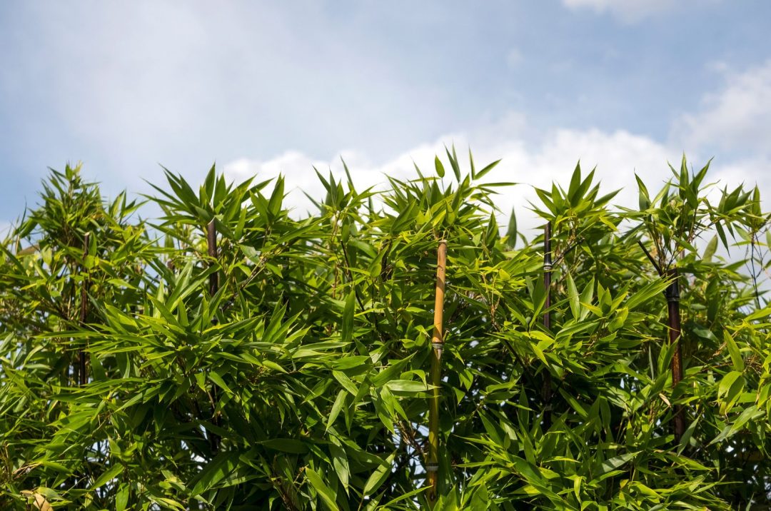 How To Make And Maintain Bamboo Hedges: Useful Tips