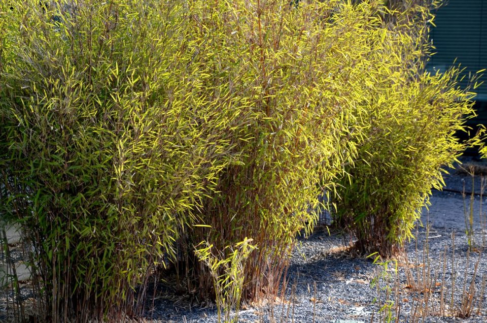 How To Make And Maintain Bamboo Hedges: Useful Tips