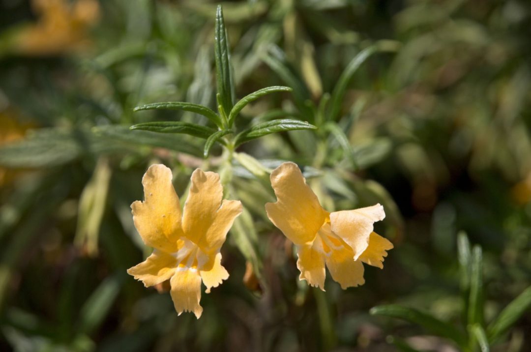 Sticky Monkey Flower: Growing Tips And Interesting Facts