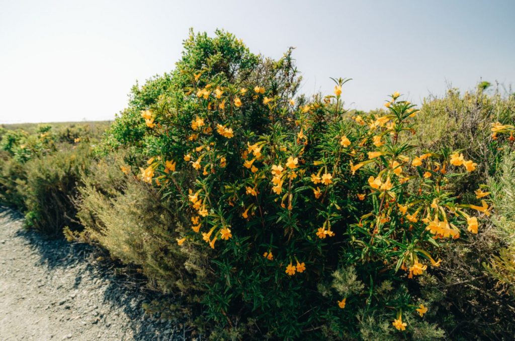 Sticky Monkey Flower: Growing Tips And Interesting Facts