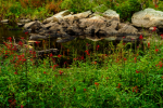 15 Water Plants For Ponds And Tips For Growing Them