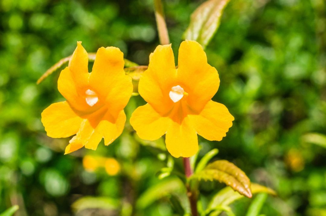 Sticky Monkey Flower: Growing Tips And Interesting Facts