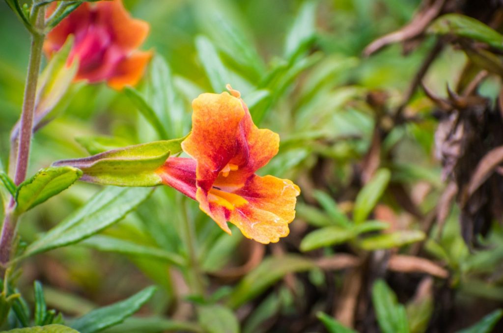 Sticky Monkey Flower: Growing Tips And Interesting Facts
