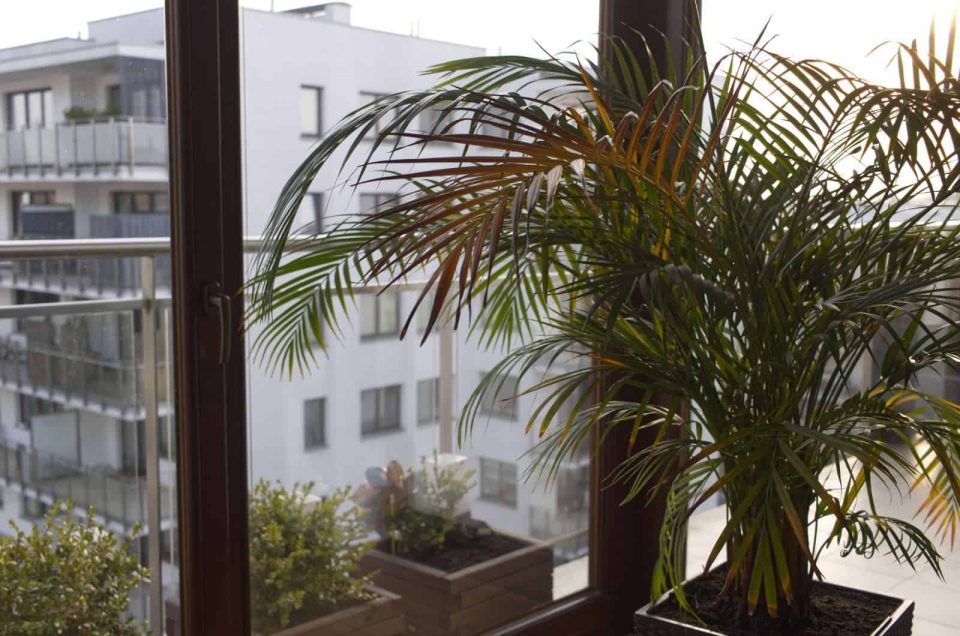Common Reasons For A Palm Tree Dying & How To Revive It