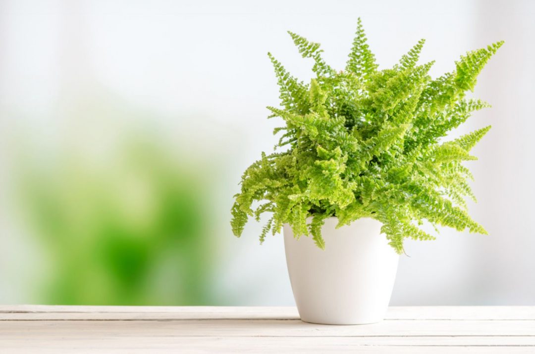 Fluffy Ruffle Fern Care: All Your Questions Answered