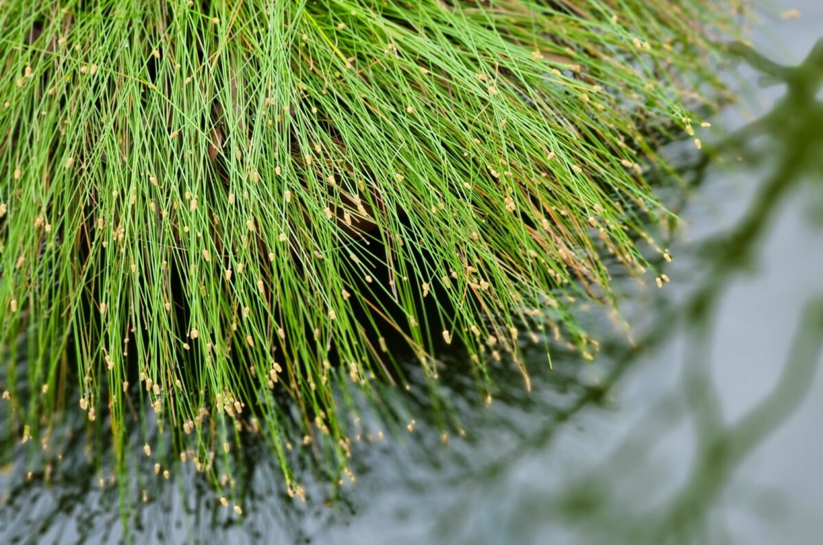 10 Best Plants For Self-Watering Pots And Their Care Guides