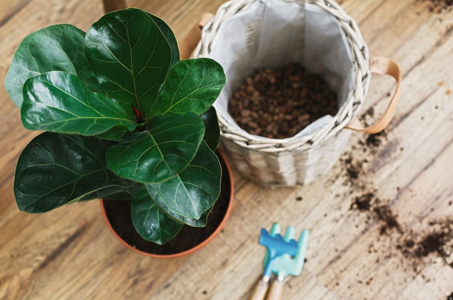 Fiddle Leaf Fig Root Rot: Signs, Causes, & How To Fix It