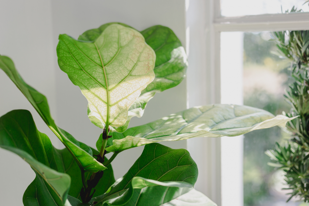 11 Fiddle Leaf Fig Problems & How To Deal With Them