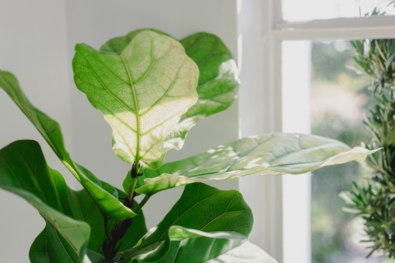 11 Fiddle Leaf Fig Problems & How To Deal With Them