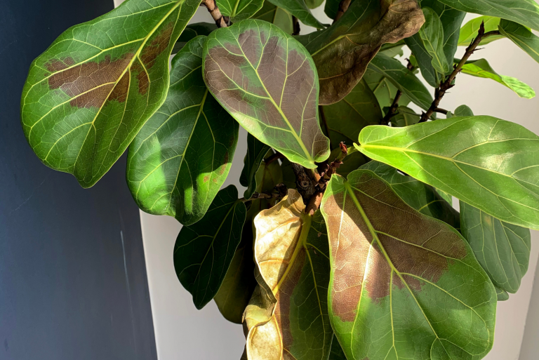 11 Fiddle Leaf Fig Problems & How To Deal With Them