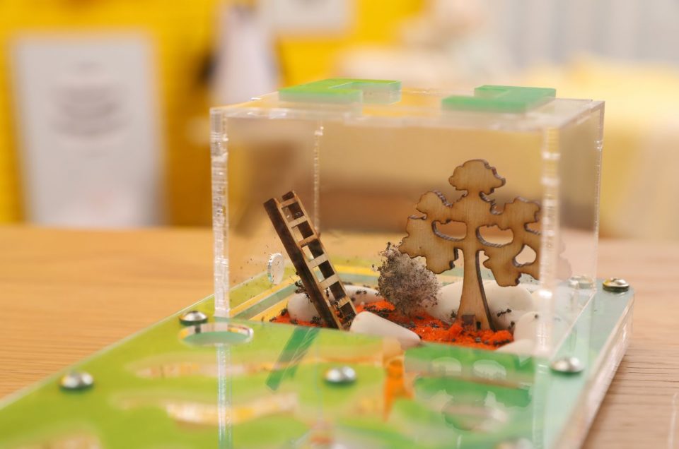Terrarium vs Vivarium: Learn The Differences