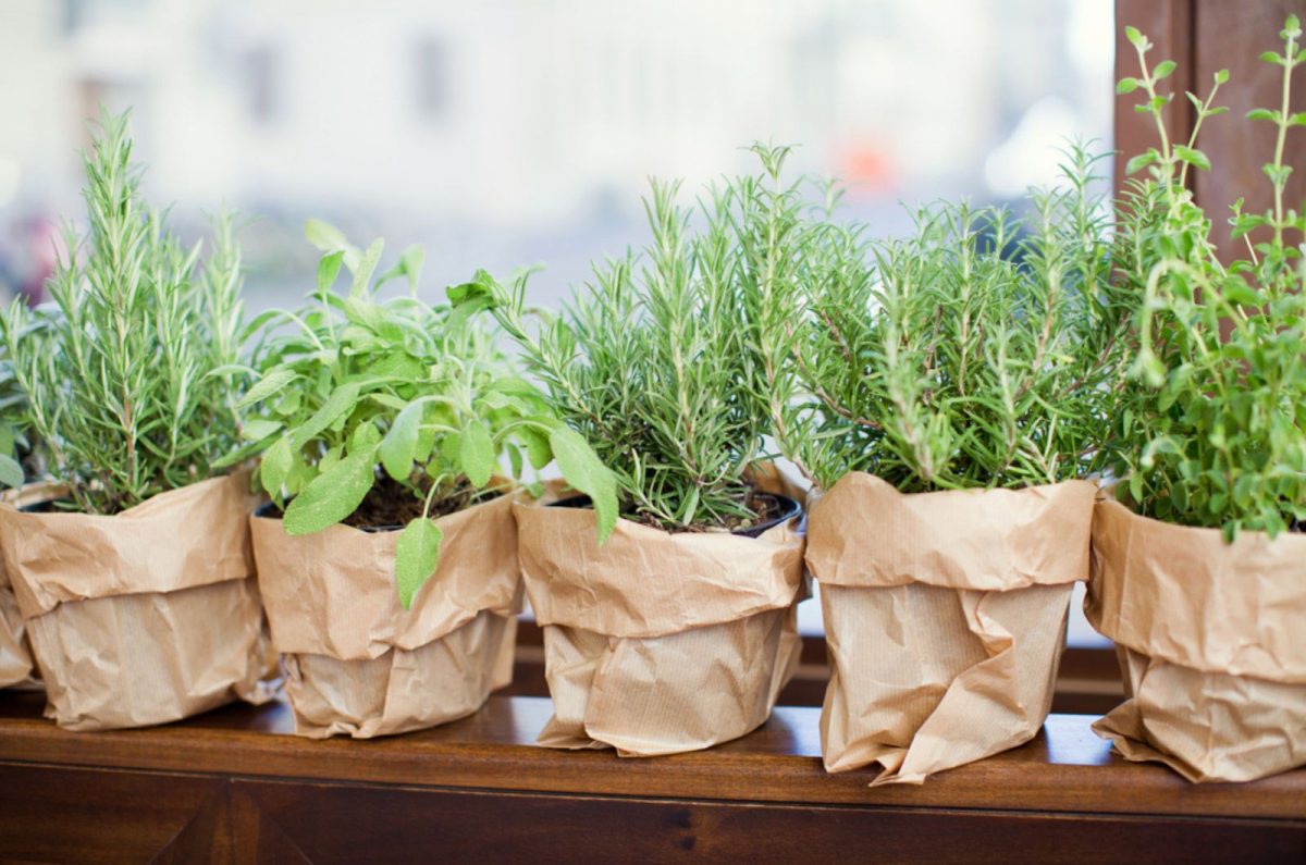 Growing Herbs In Pots For Beginners: Step-by-step Guide