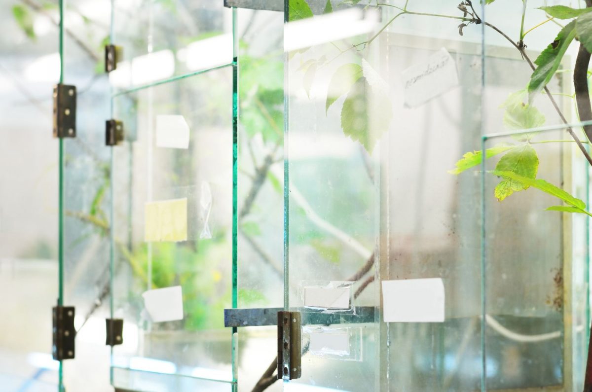 Terrarium vs Vivarium: Learn The Differences