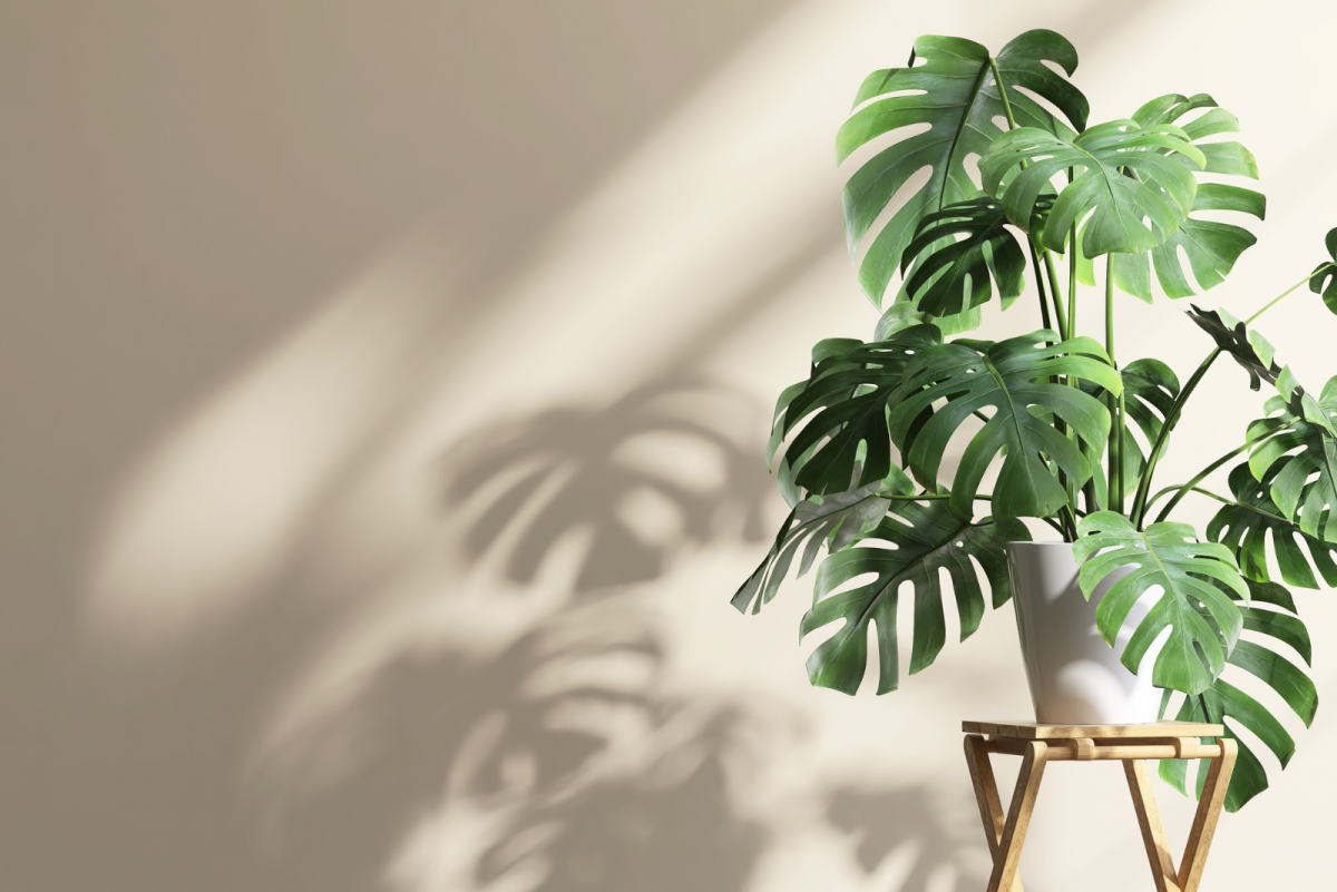 Monstera Fenestration: Details About This Phenomenon