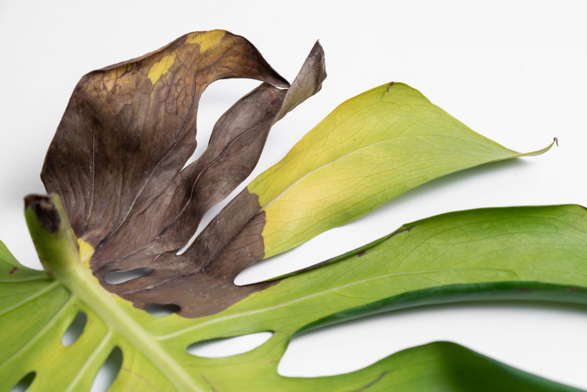Annoying Monstera Problems And How To Fix Them