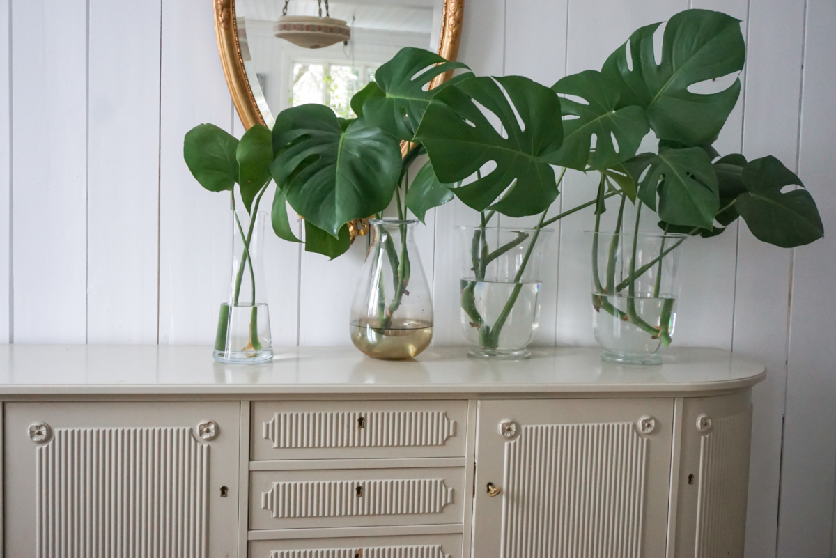 Monstera Fenestration: Details About This Phenomenon