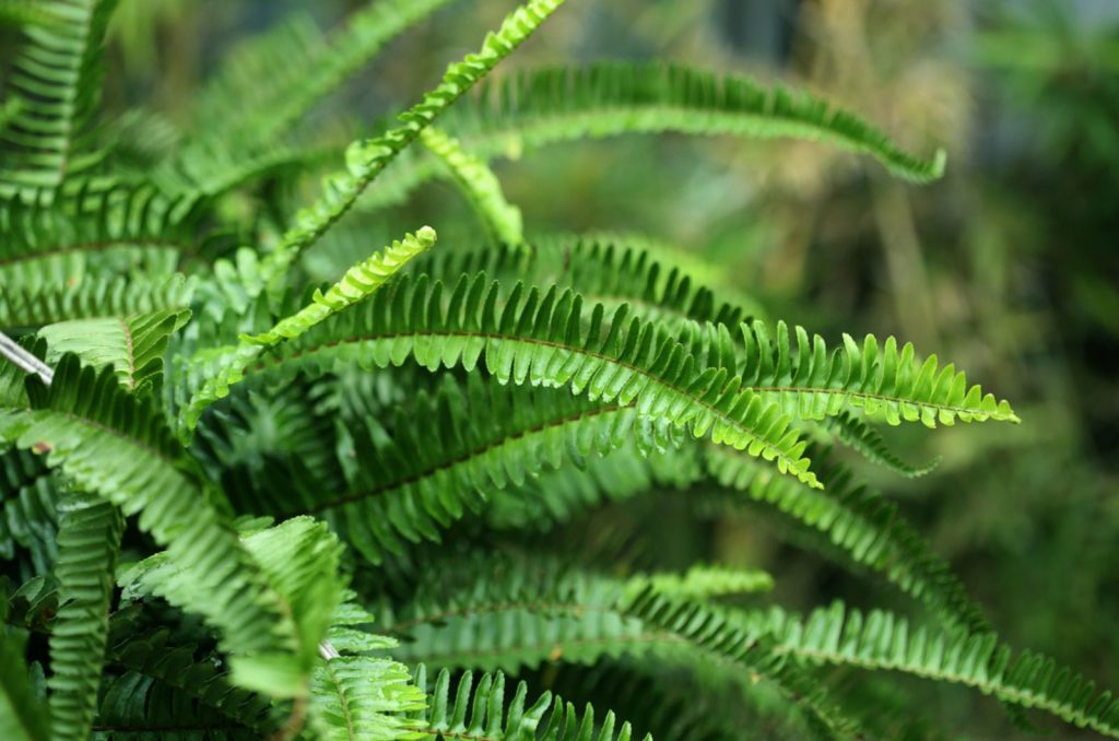 Fluffy Ruffle Fern Care: All Your Questions Answered
